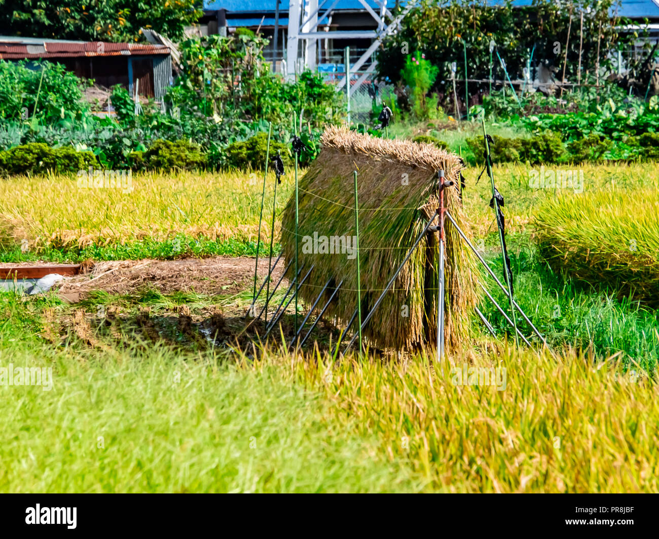Harvested rice stalks bound and left to dry in a rice paddy in central ...