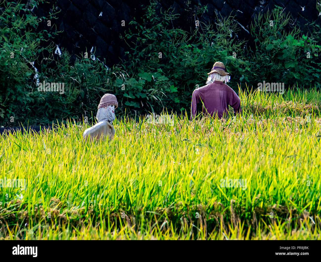 Japanese scarecrow hi-res stock photography and images - Alamy