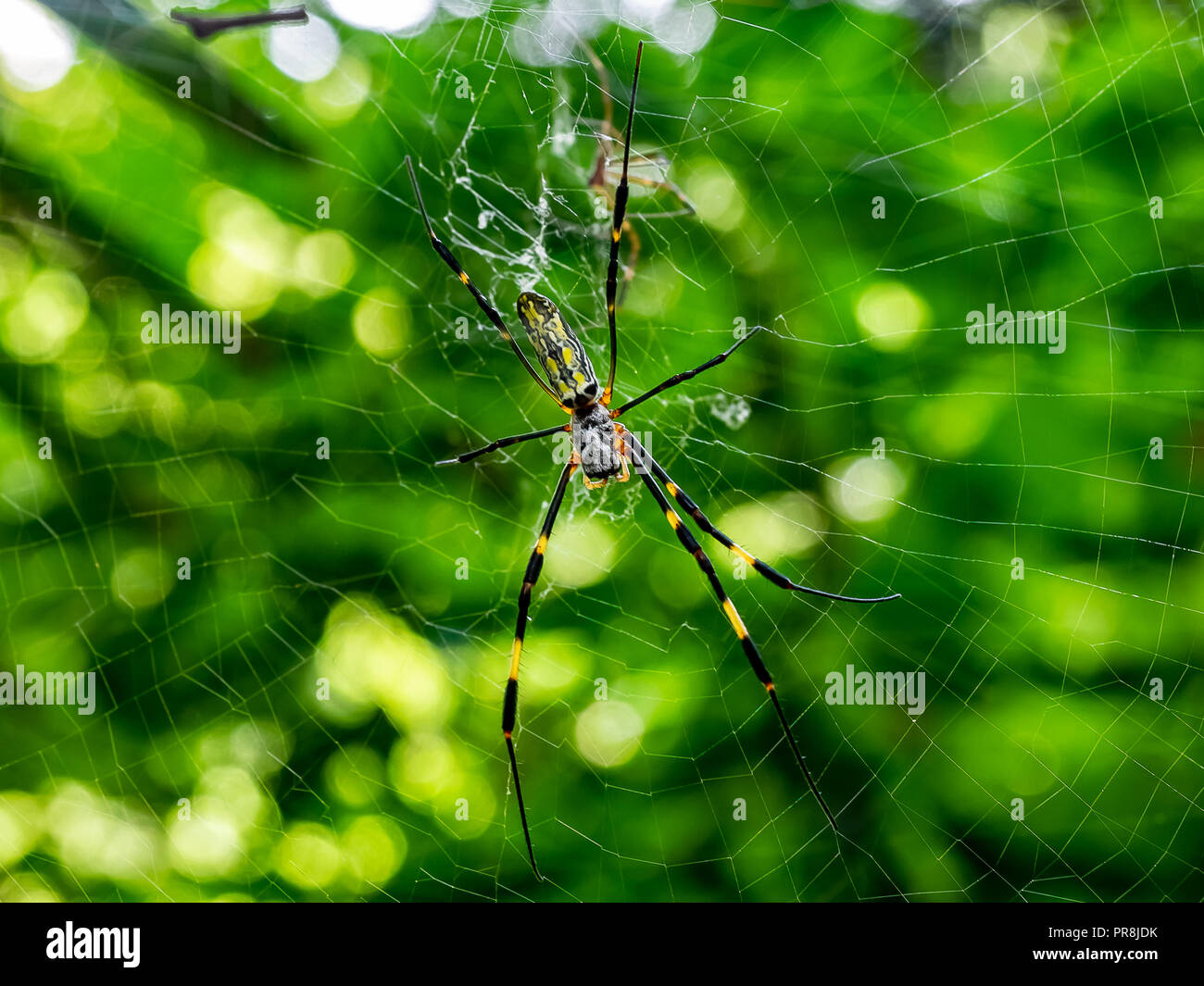 A colorful spider waits for prey in a forest in a nature preserve in ...