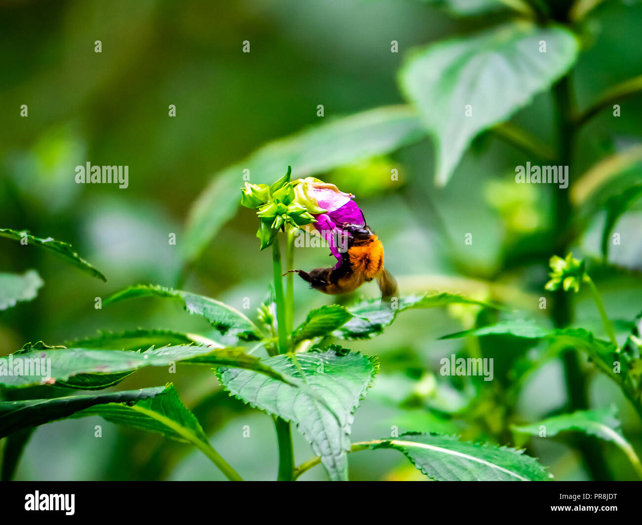 A large Japanese carpenter bee, a typle of bumble bee, feeds from ...