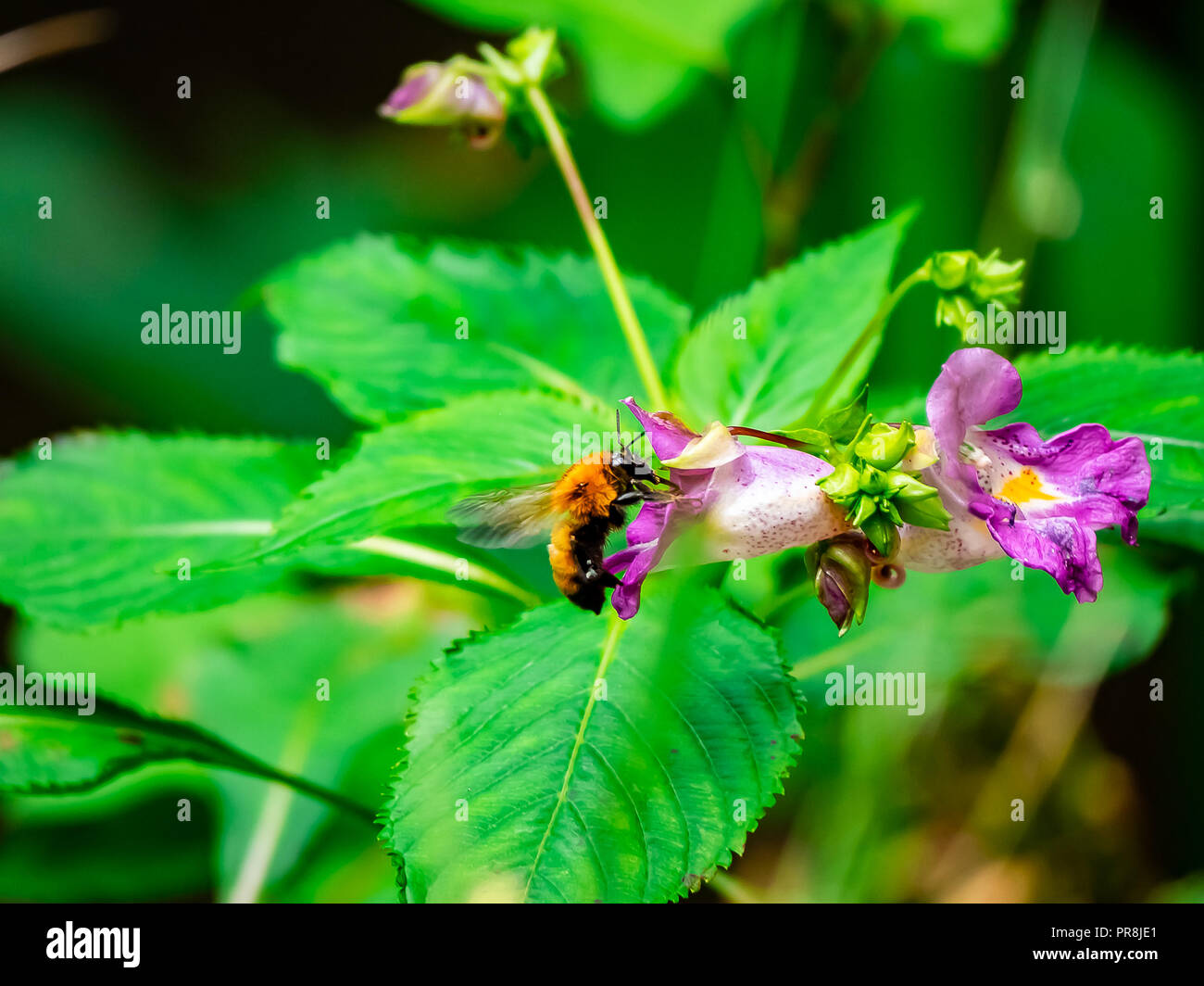 A large Japanese carpenter bee, a typle of bumble bee, feeds from ...