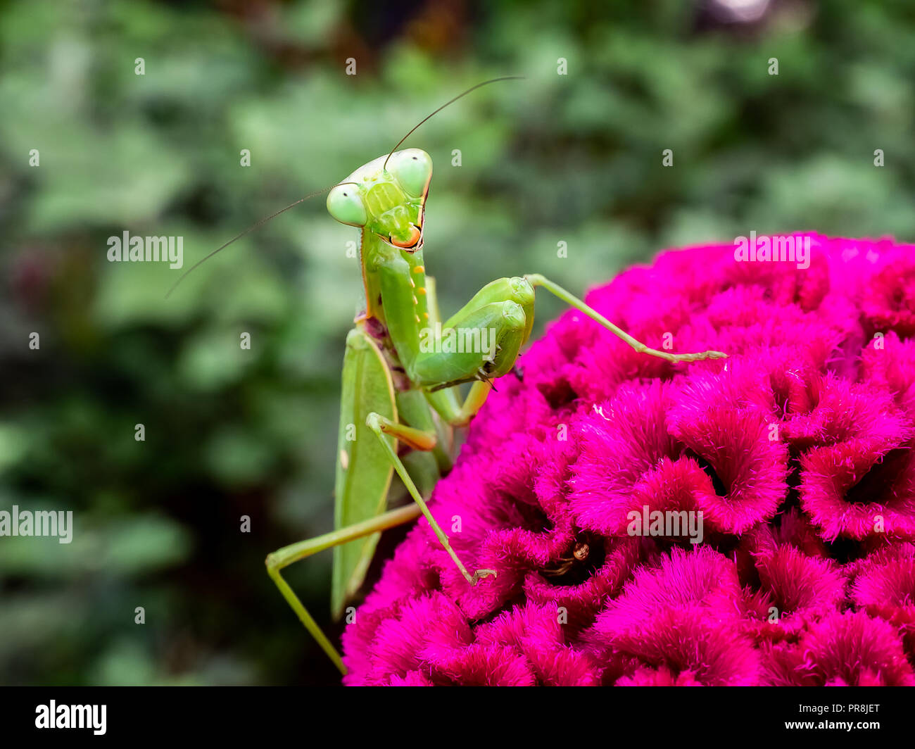 A smiling preying mantis looks into the camera while sitting on a ...