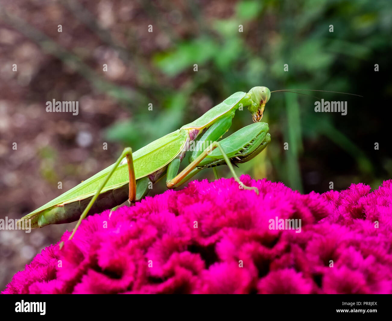 A smiling preying mantis looks into the camera while sitting on a ...
