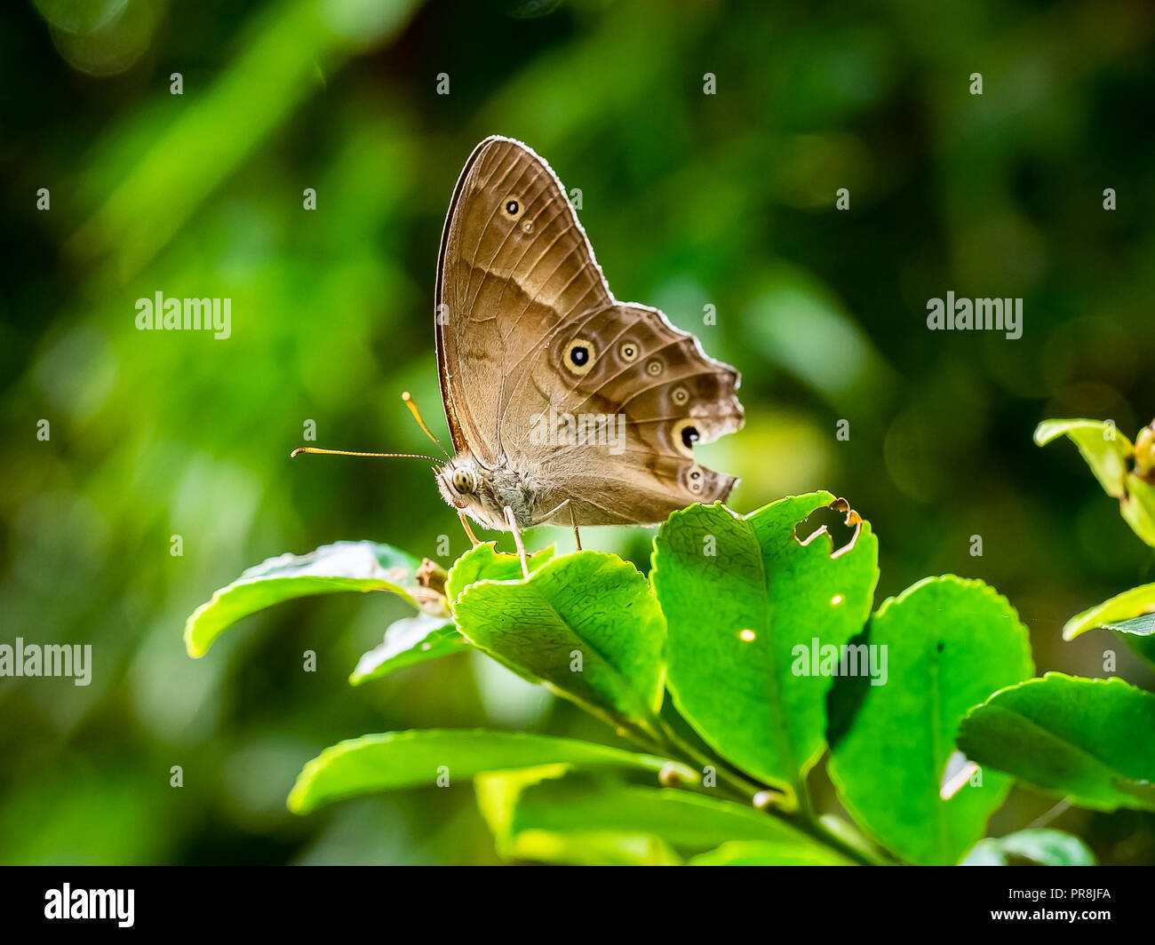 Satyr butterfly hi-res stock photography and images - Alamy