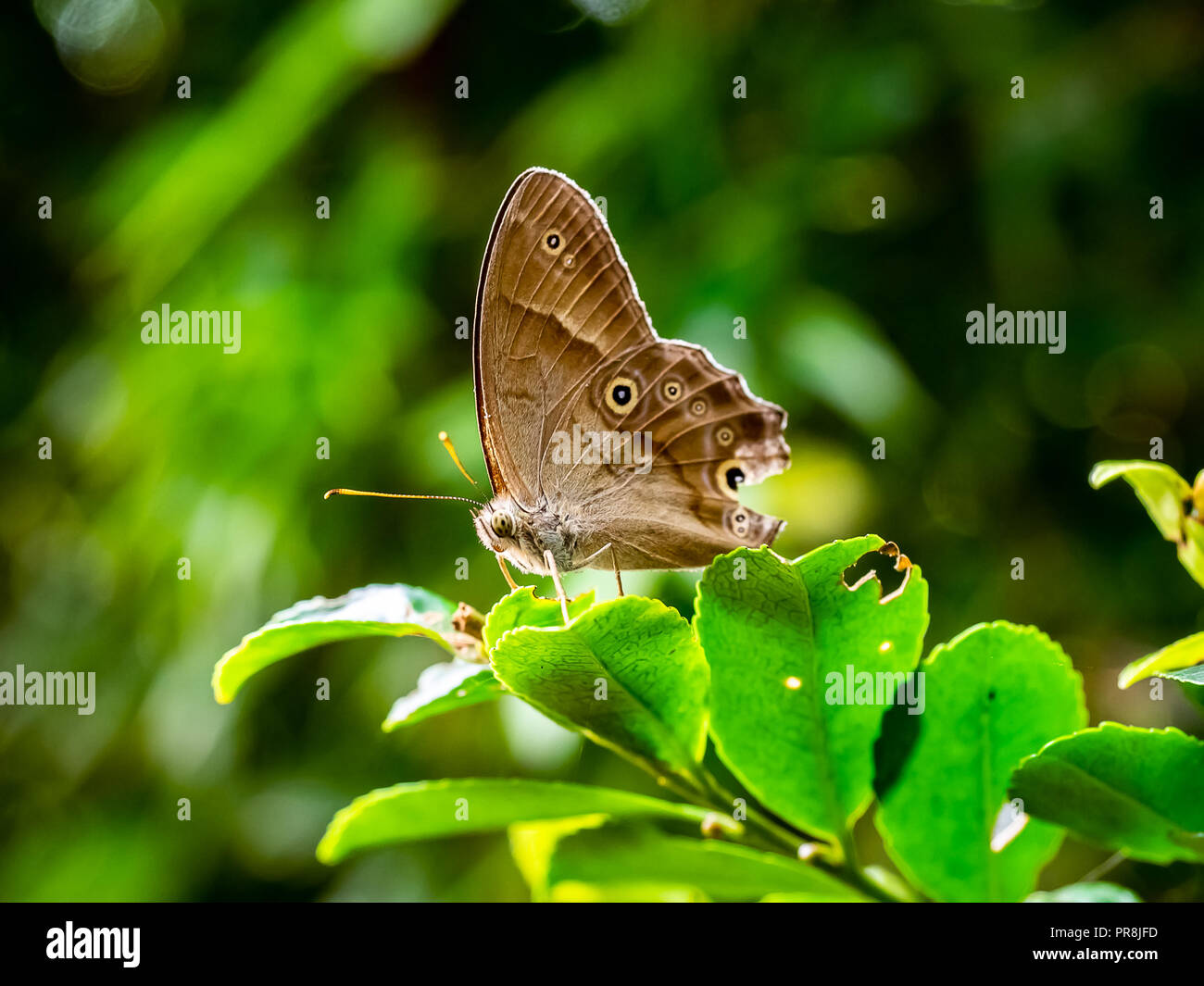 brown Japanese Satyr Butterfly rests on a leaf while feeding on late ...