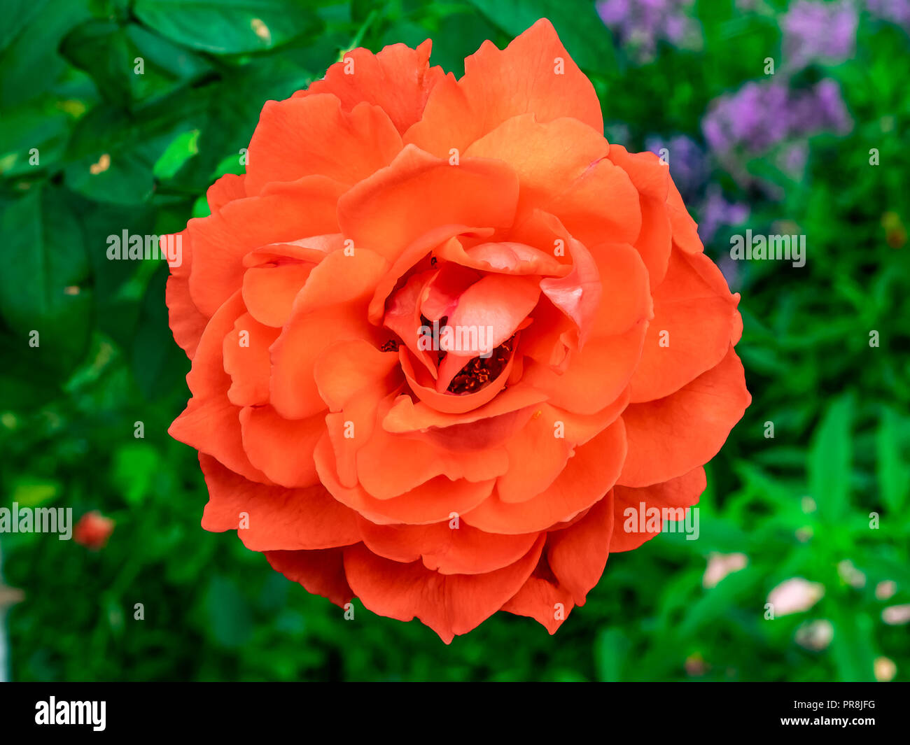 A Japanese variety of a Chinese rose blooms in a garden in an apartment ...