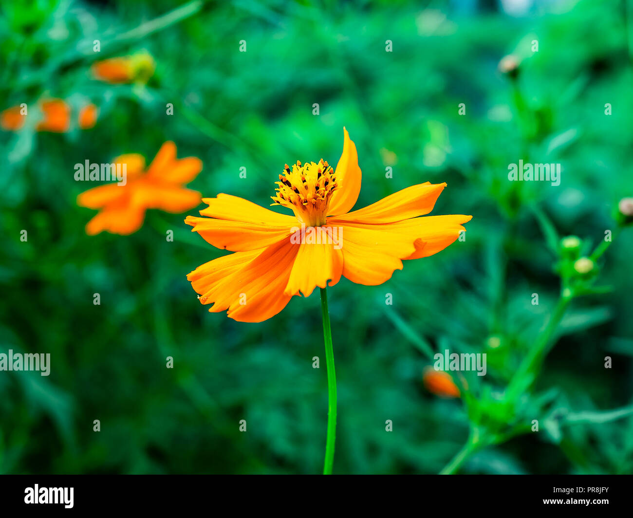 Cosmos yellow cosmos japan hi-res stock photography and images - Alamy