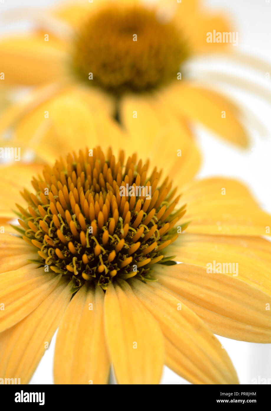 Cheyenne spring hi-res stock photography and images - Alamy