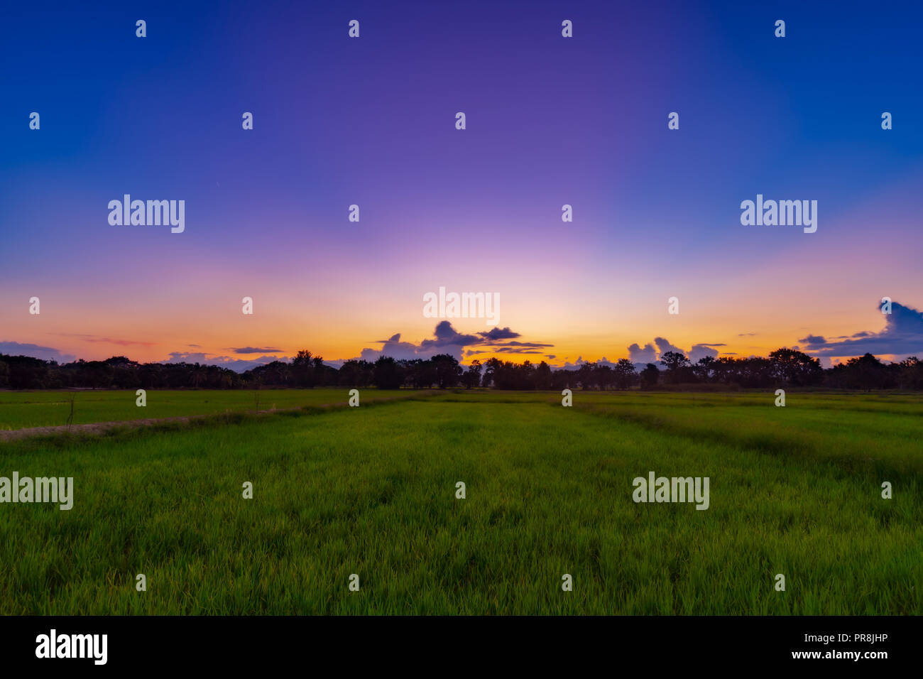 Landscape of rice field and sunset in Chiang mai, Thailand Stock Photo ...