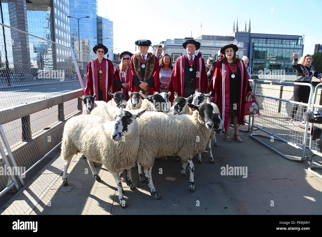 Drive sheep over bridge hi-res stock photography and images - Alamy