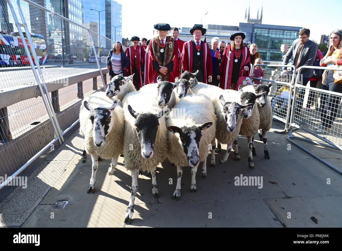 ALAN TITCHMARSH DRIVES THE SHEEP OVER LONDON BRIDGE 2018 Stock Photo ...