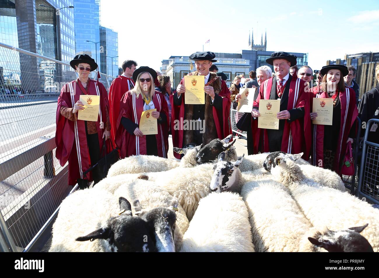 Drive sheep over bridge hi-res stock photography and images - Alamy