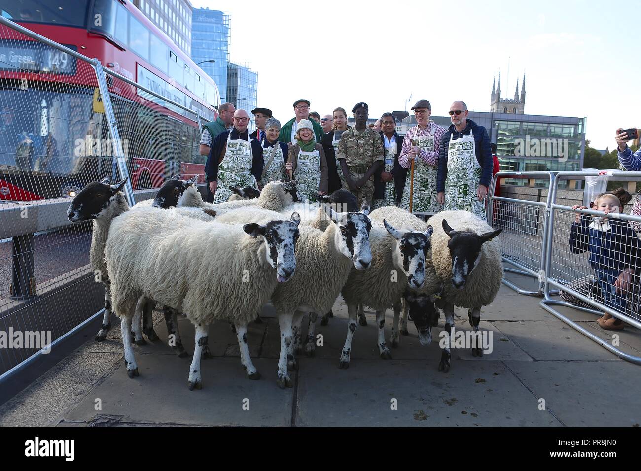 Drive sheep over bridge hi-res stock photography and images - Alamy