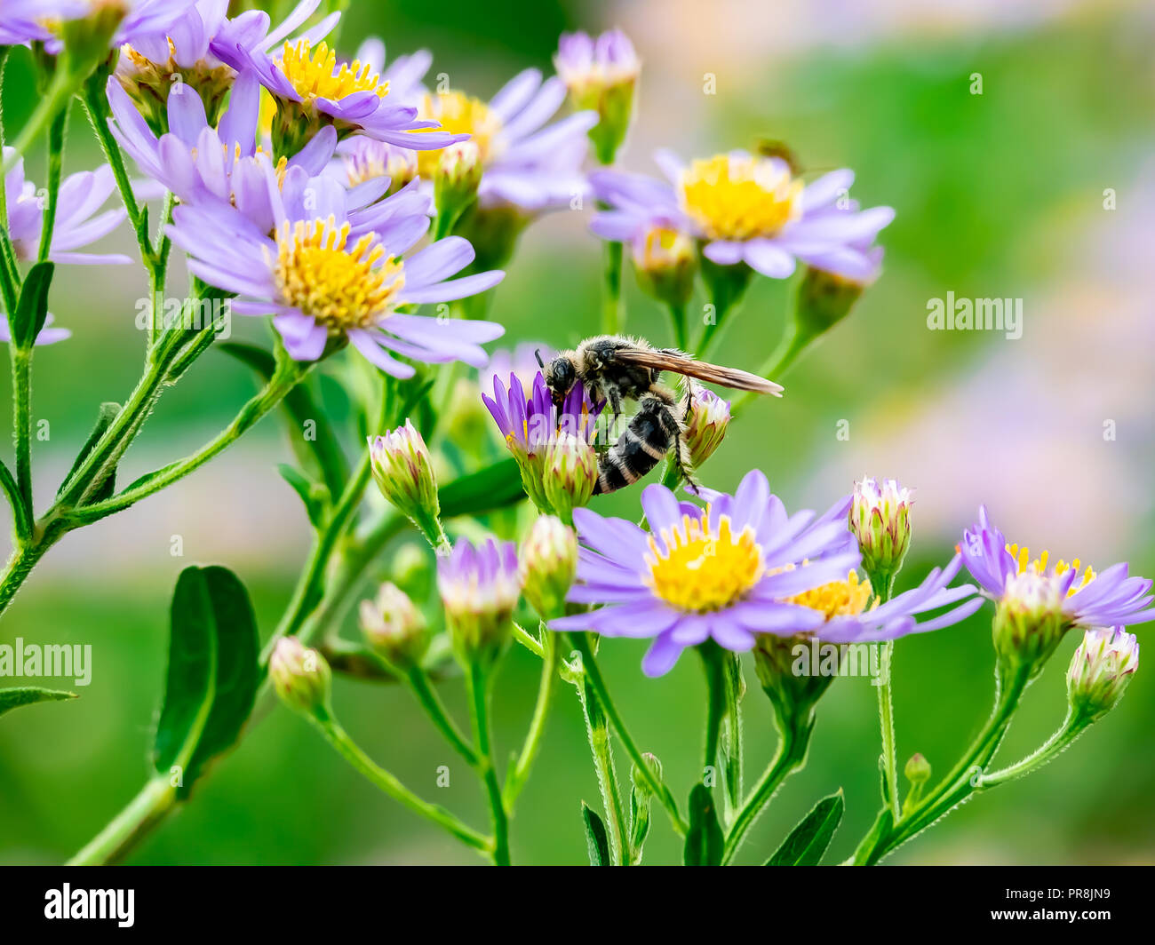 A Japanese honeybee feeds from wildflowers along a river in central ...