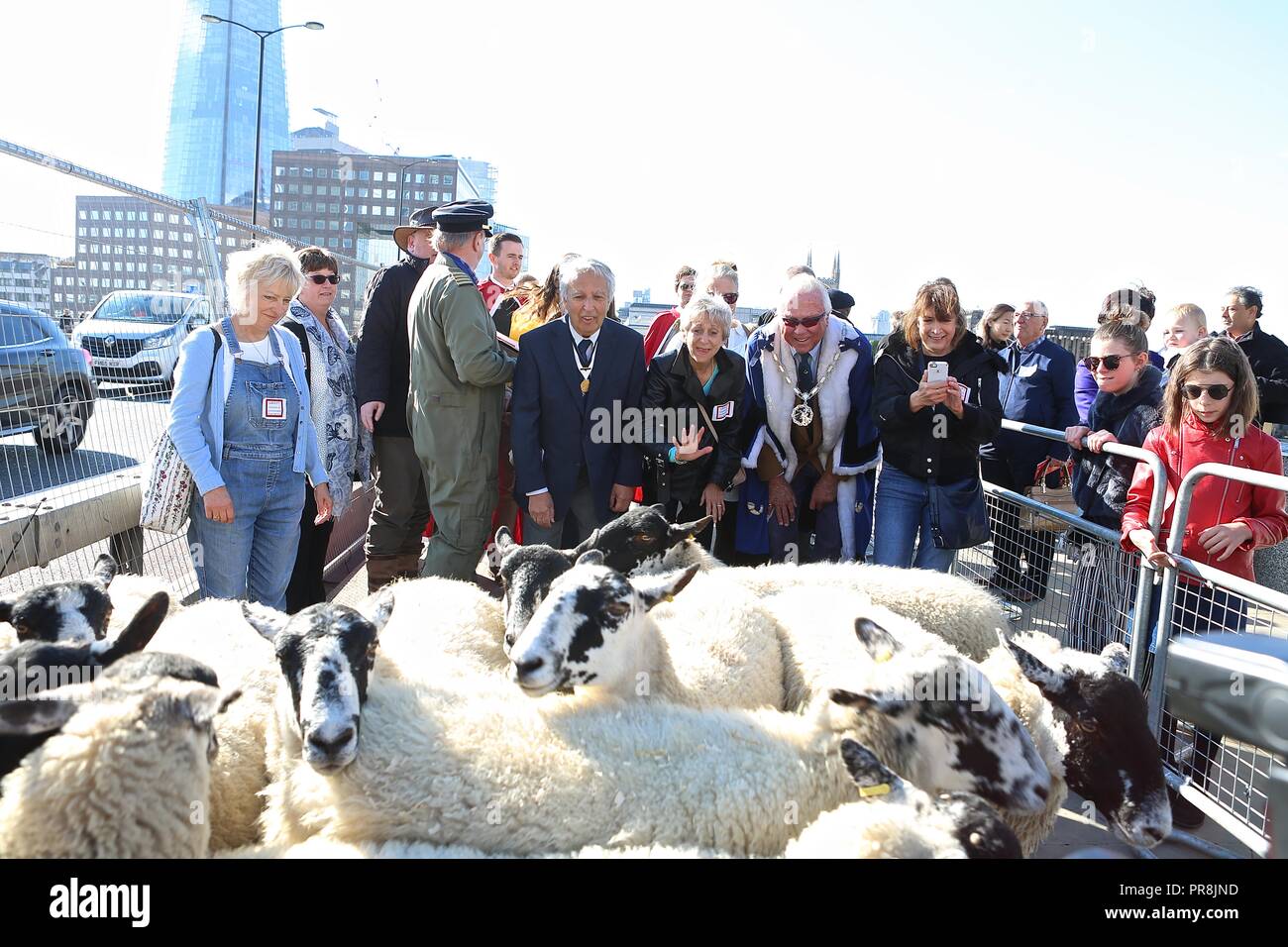 Sheep Over London Bridge High Resolution Stock Photography and Images ...