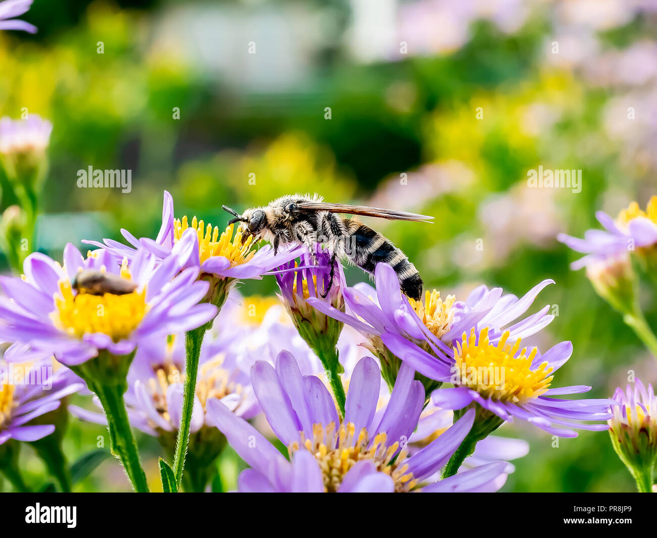 A Japanese honeybee feeds from wildflowers along a river in central ...