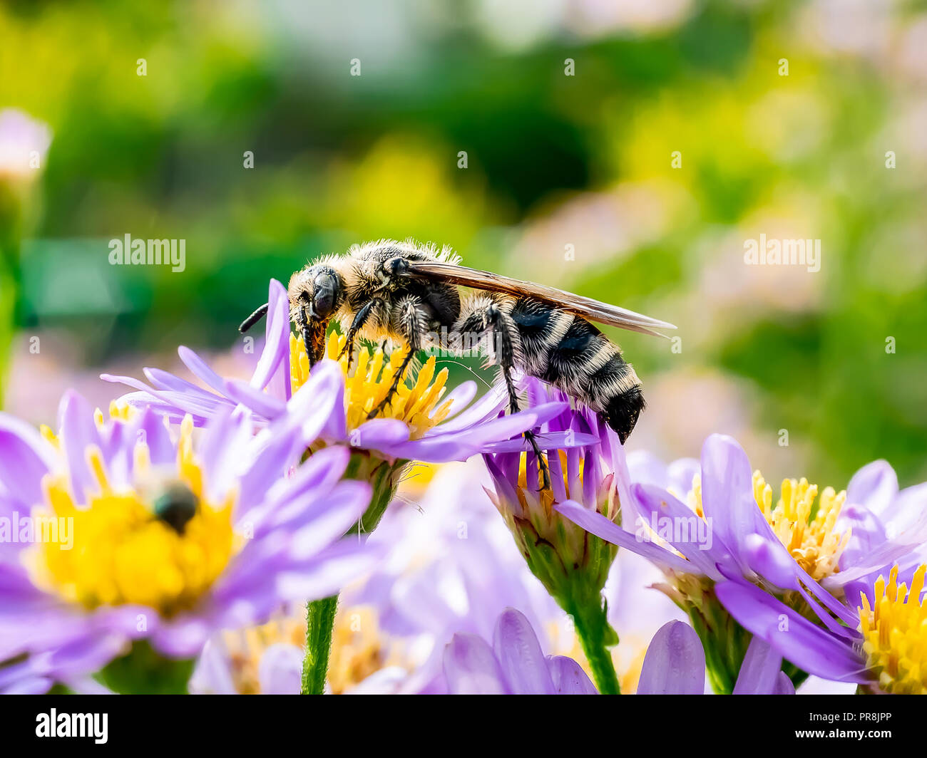 A Japanese honeybee feeds from wildflowers along a river in central ...