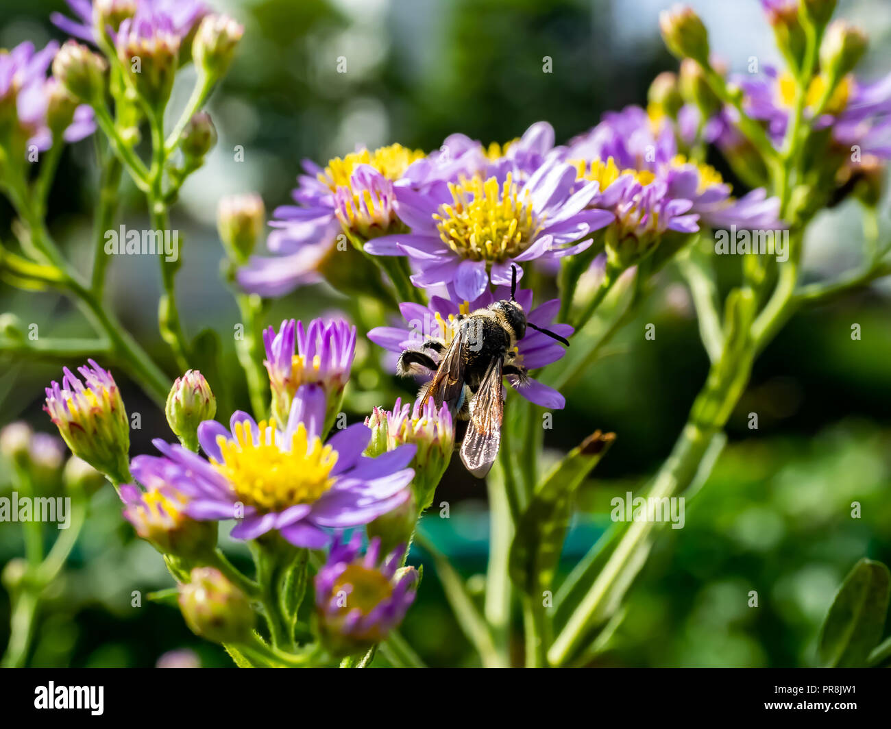 A Japanese honeybee feeds from wildflowers along a river in central ...