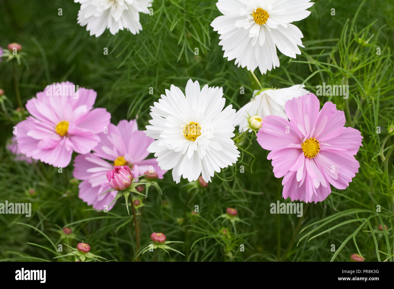 Cosmos flowers and bee in the garden Stock Photo - Alamy