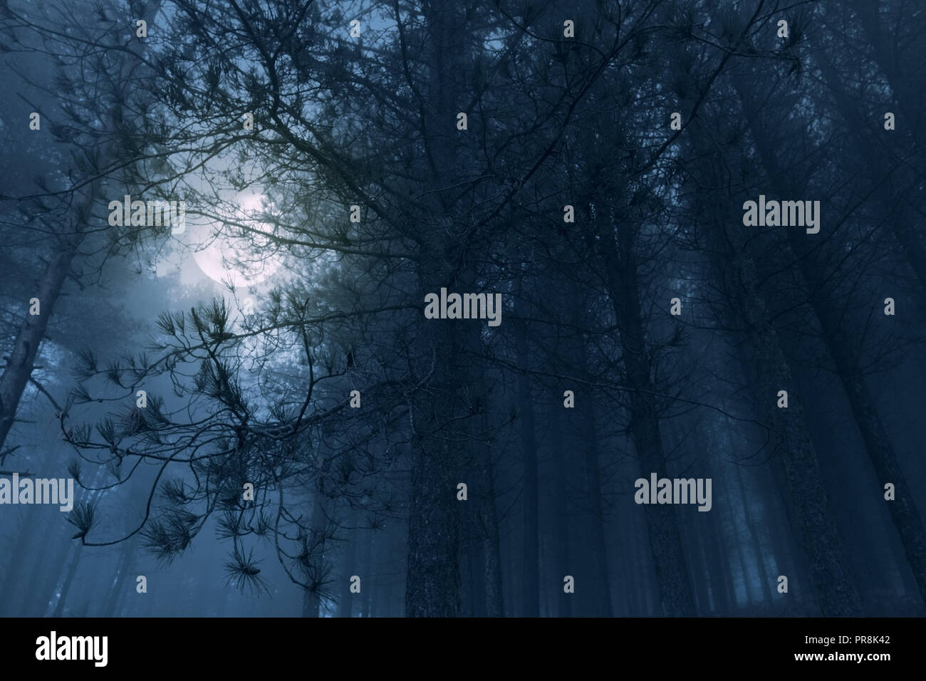 Woods fog moon hi-res stock photography and images - Alamy