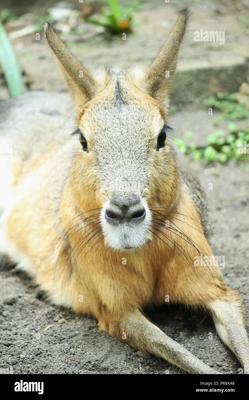 Capybara on ground rodent hi-res stock photography and images - Alamy