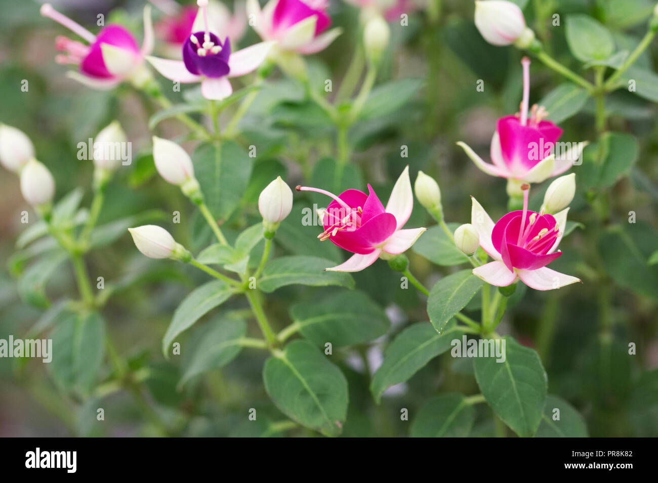 Linda bloom hi-res stock photography and images - Alamy