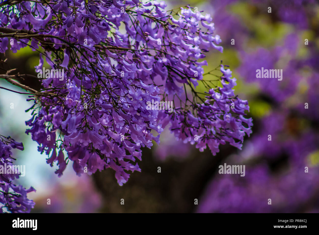 Jacaranda pretoria hi-res stock photography and images - Alamy