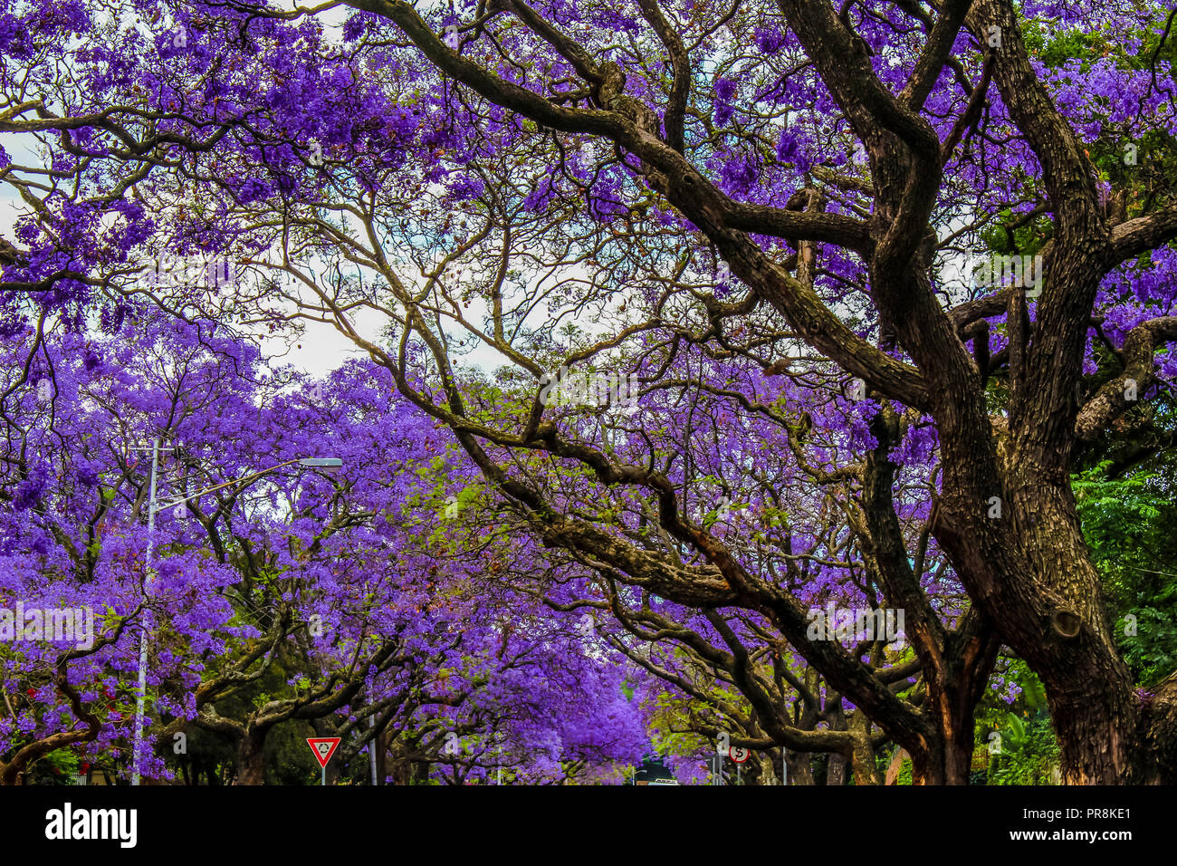 Jacaranda tree blossoms south africa hi-res stock photography and ...