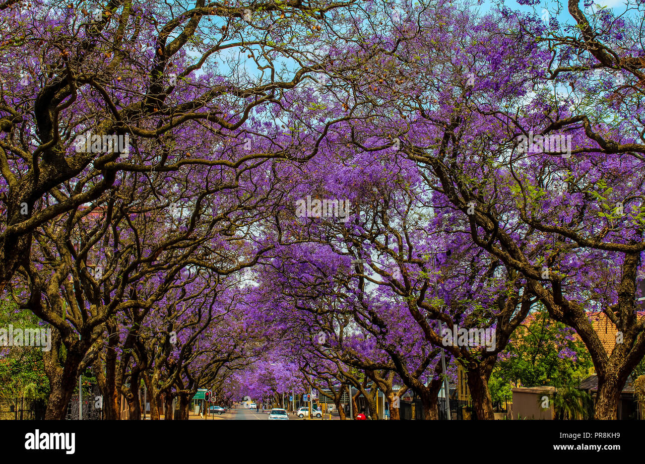 Jacarandah hi-res stock photography and images - Alamy