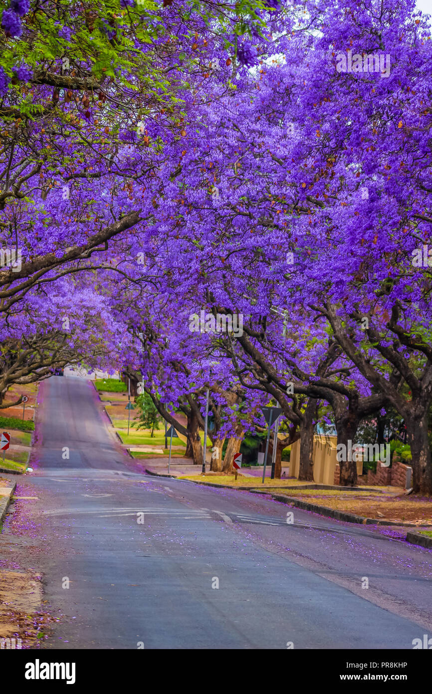 Jacaranda a purple flowered tree in Pretoria in Spring October Stock ...