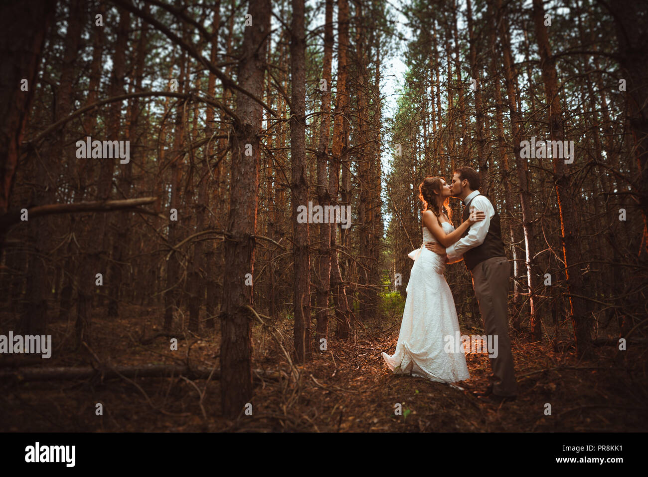 bride and groom in the forest of firs Stock Photo - Alamy
