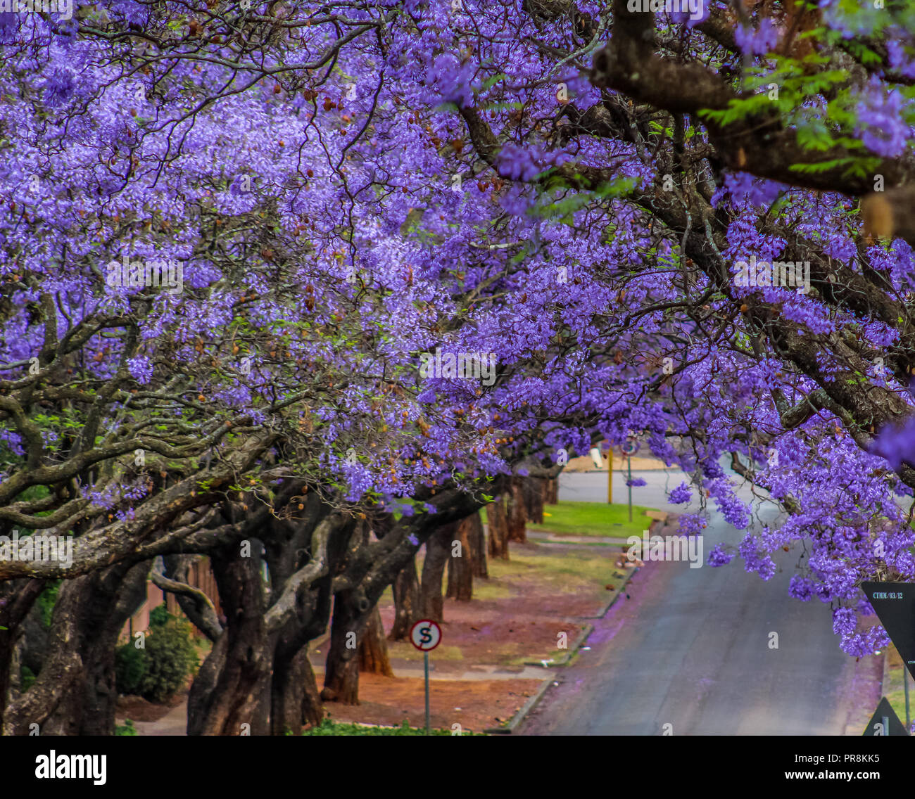 Jacaranda a purple flowered tree in Pretoria in Spring October Stock ...