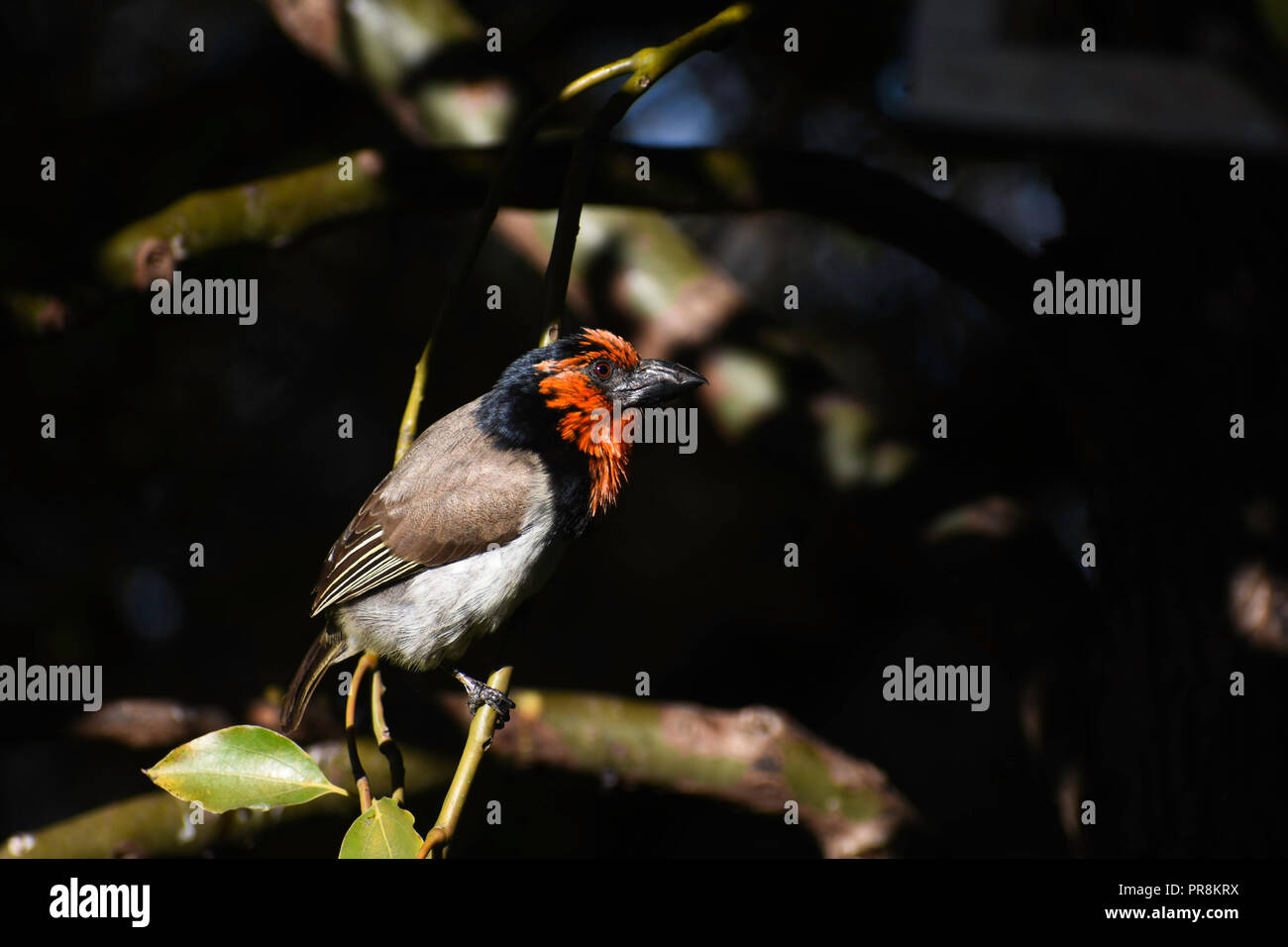 Houtkapper hi-res stock photography and images - Alamy