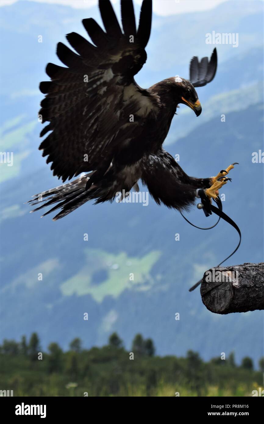 flying bird - landed bird of prey Stock Photo - Alamy