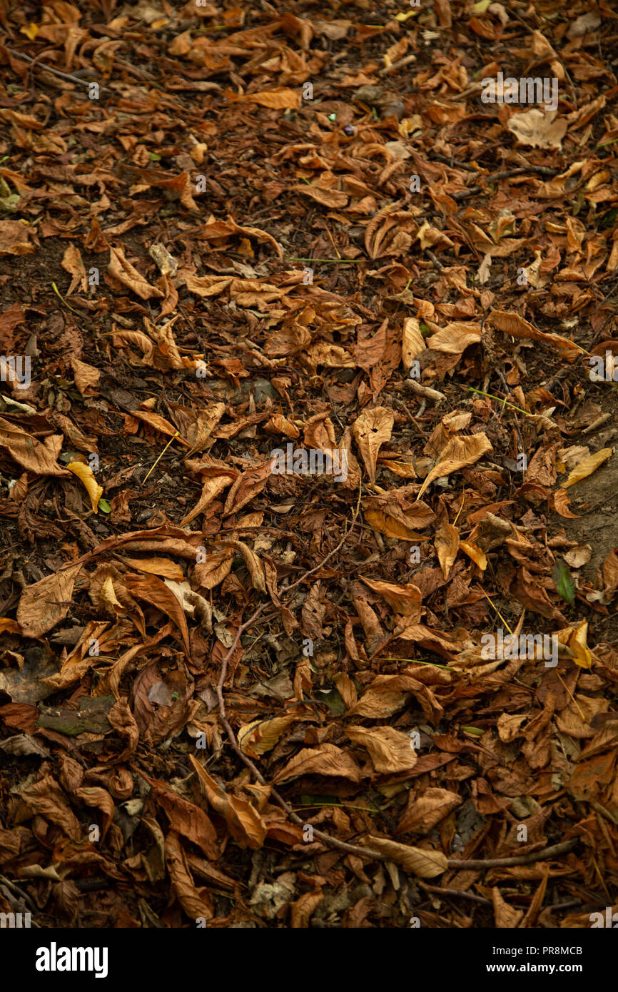 Tree laying on the forest ground hi-res stock photography and images ...