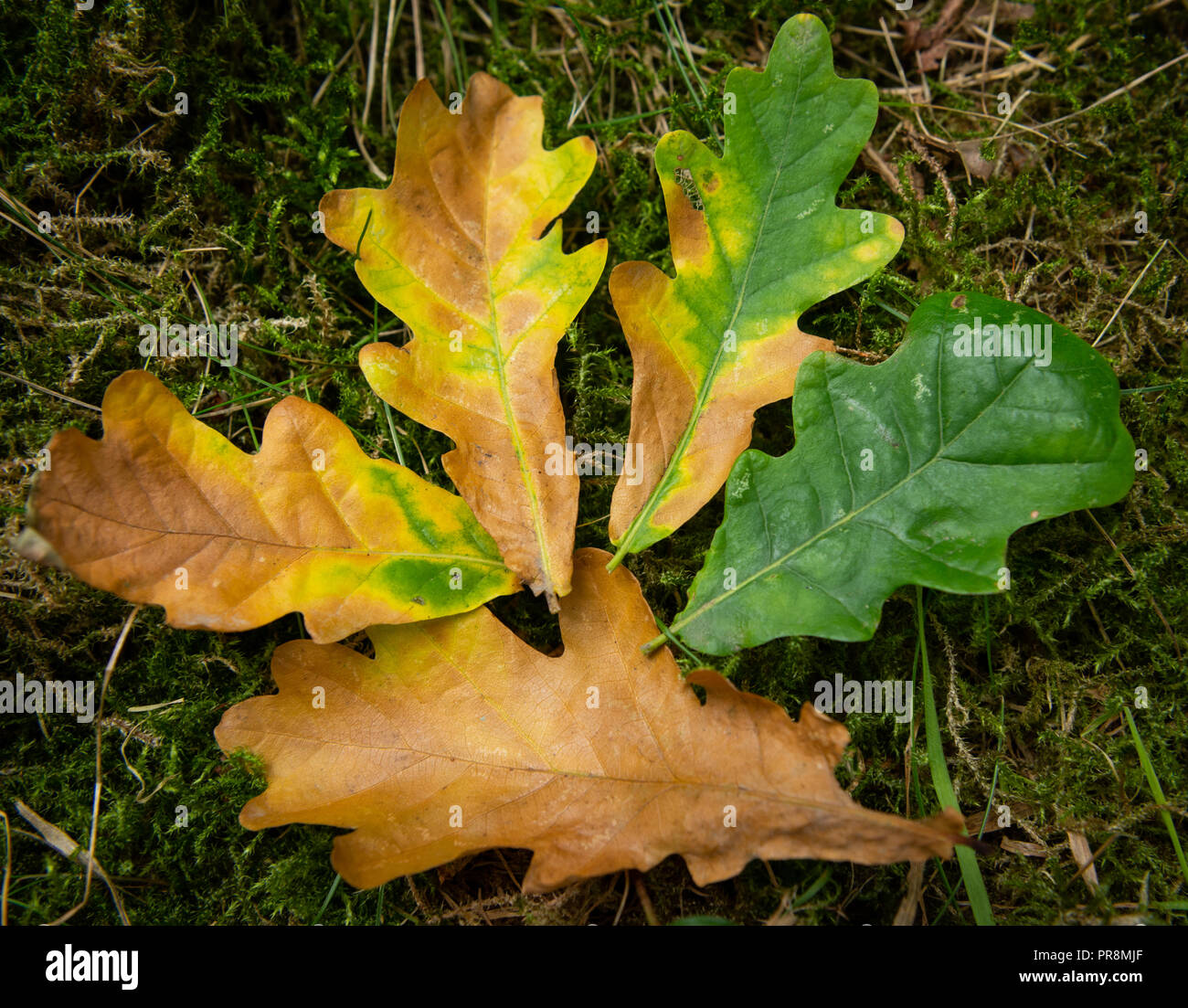 Colors of Autumn in group of oak leaves Stock Photo - Alamy