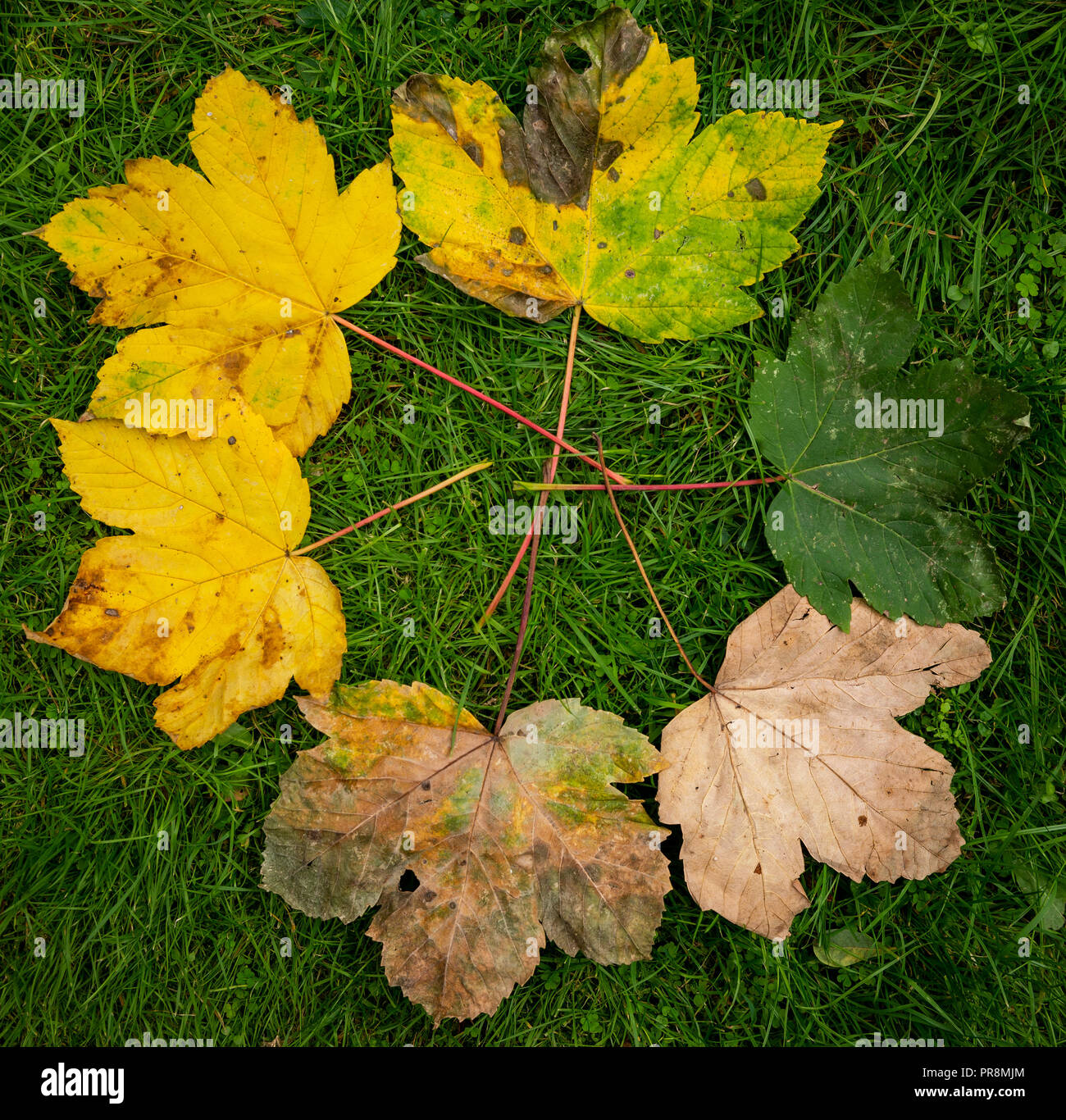 Colors of Autumn in Sycamore leaves Stock Photo - Alamy