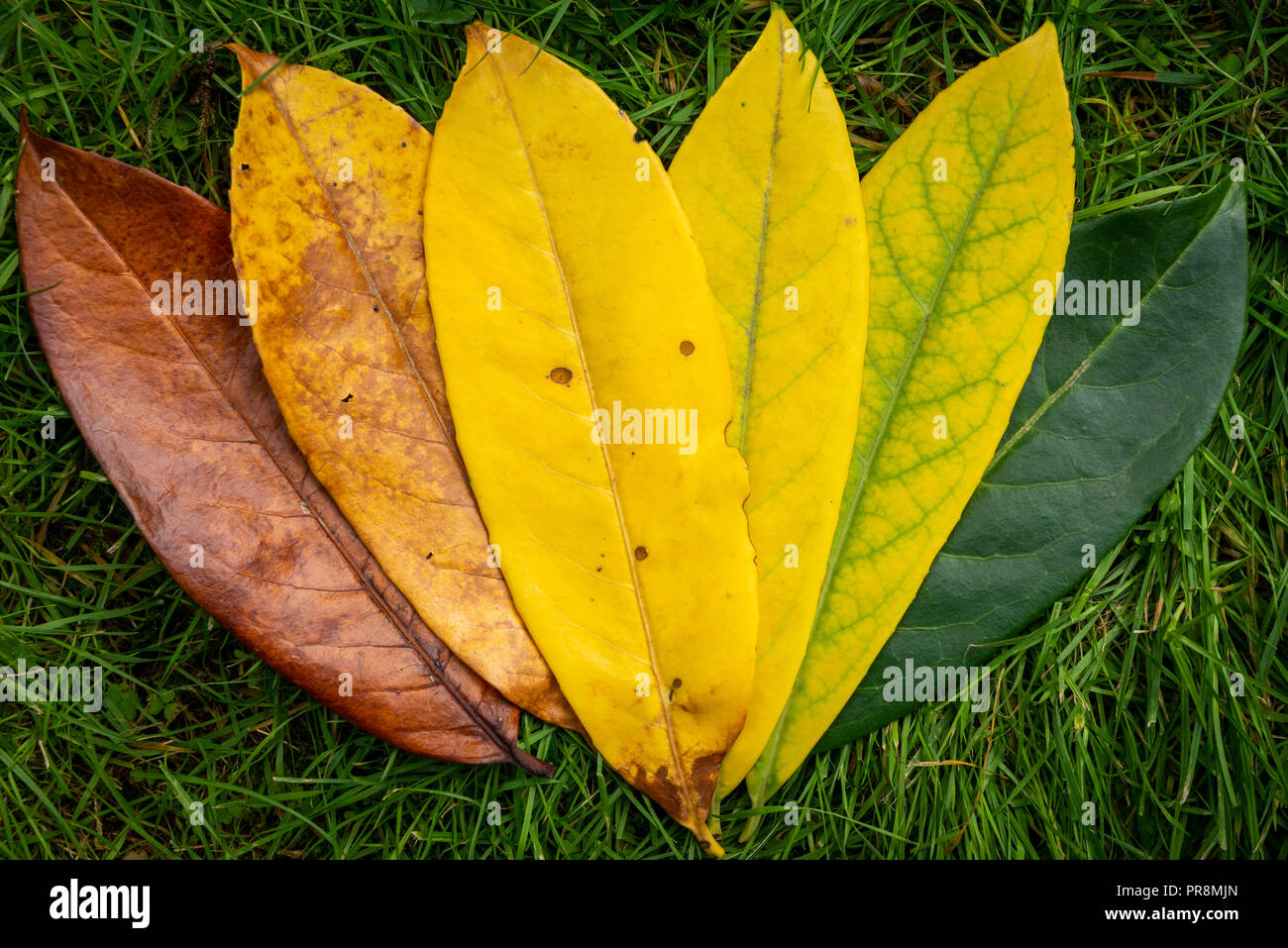 Overlapping Autumn Leaves High Resolution Stock Photography and Images ...