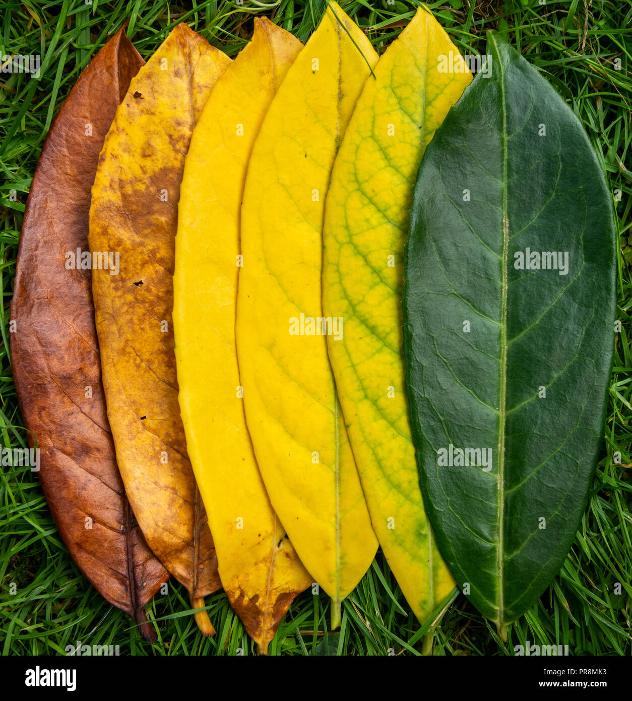 Green to Brown Leaf transition Stock Photo - Alamy