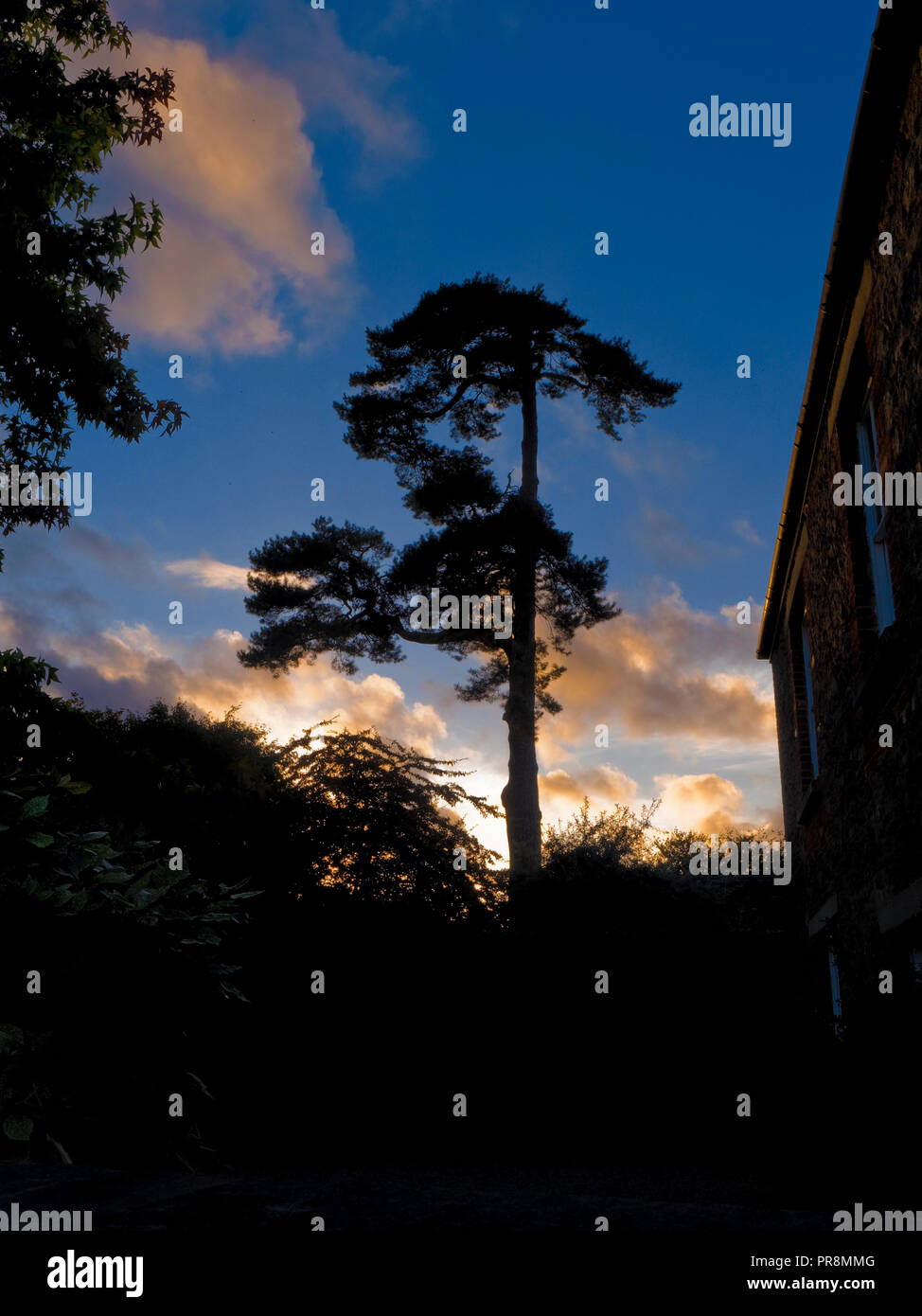 Scots pine pinus sylvestris uk garden hi-res stock photography and ...