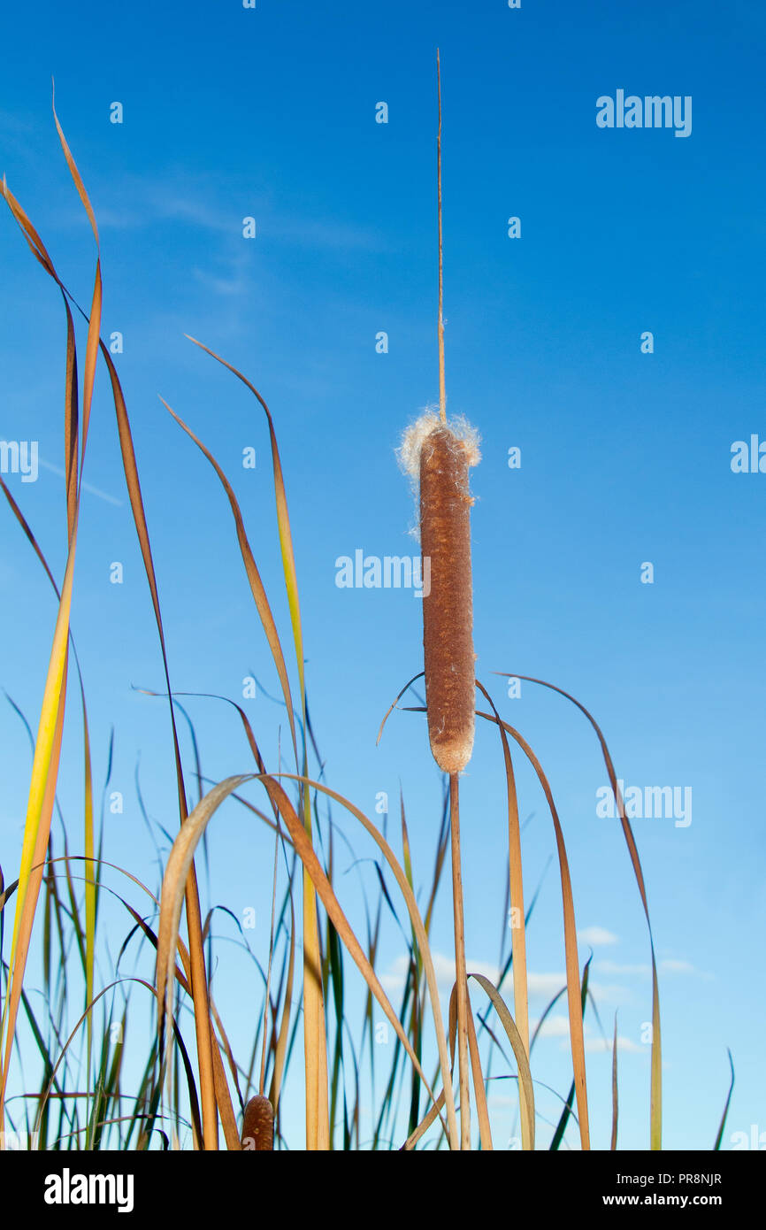 Spike and leaves of Lesser bulrush, Typha angustifolia, against a blue ...