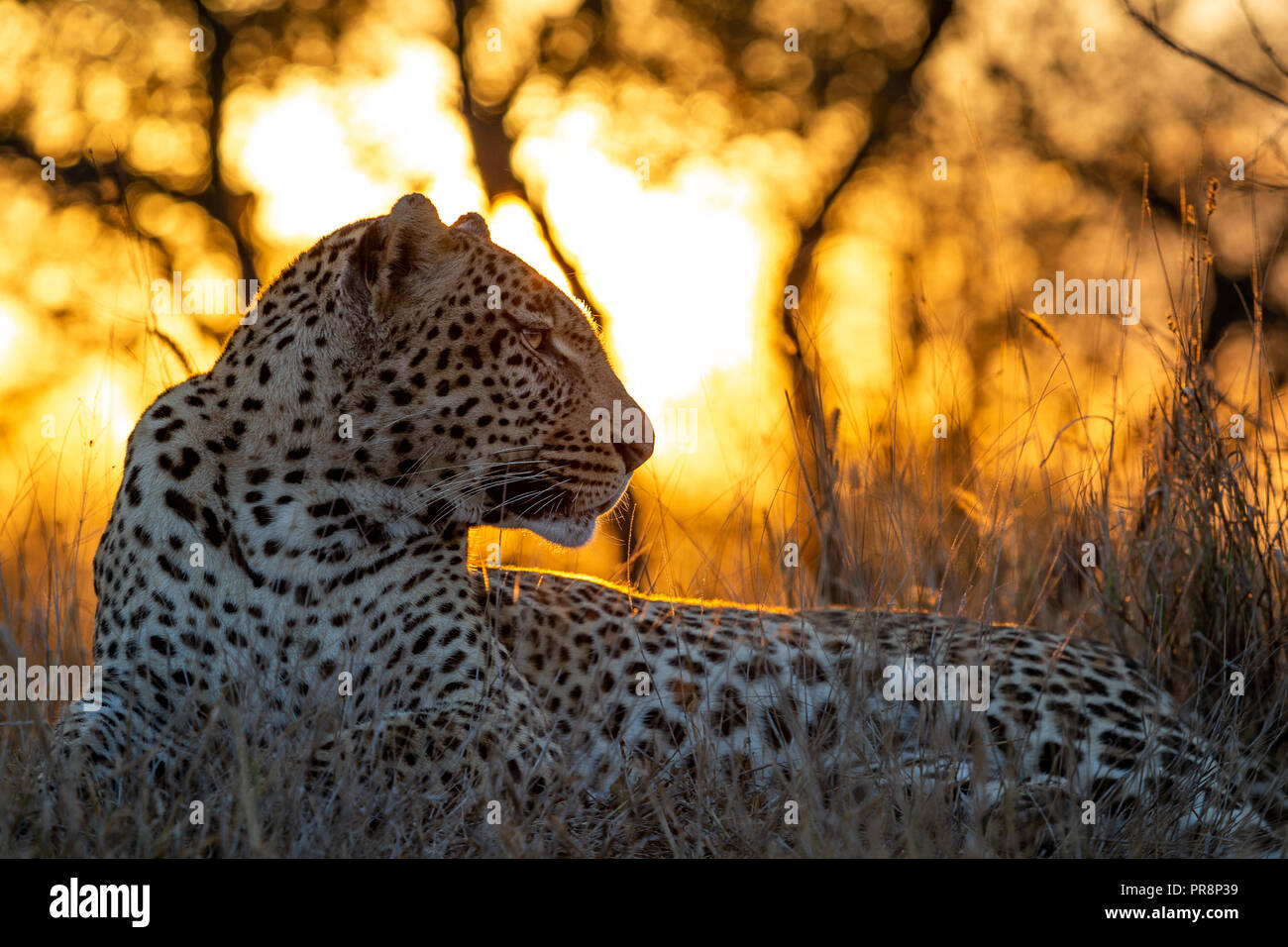 Leopard Awake High Resolution Stock Photography and Images - Alamy