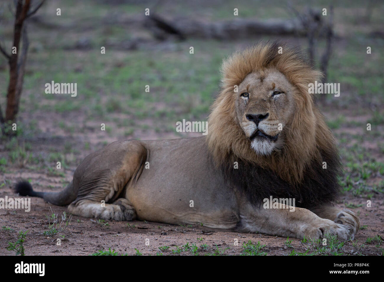 Full body of an adult male lion Stock Photo - Alamy