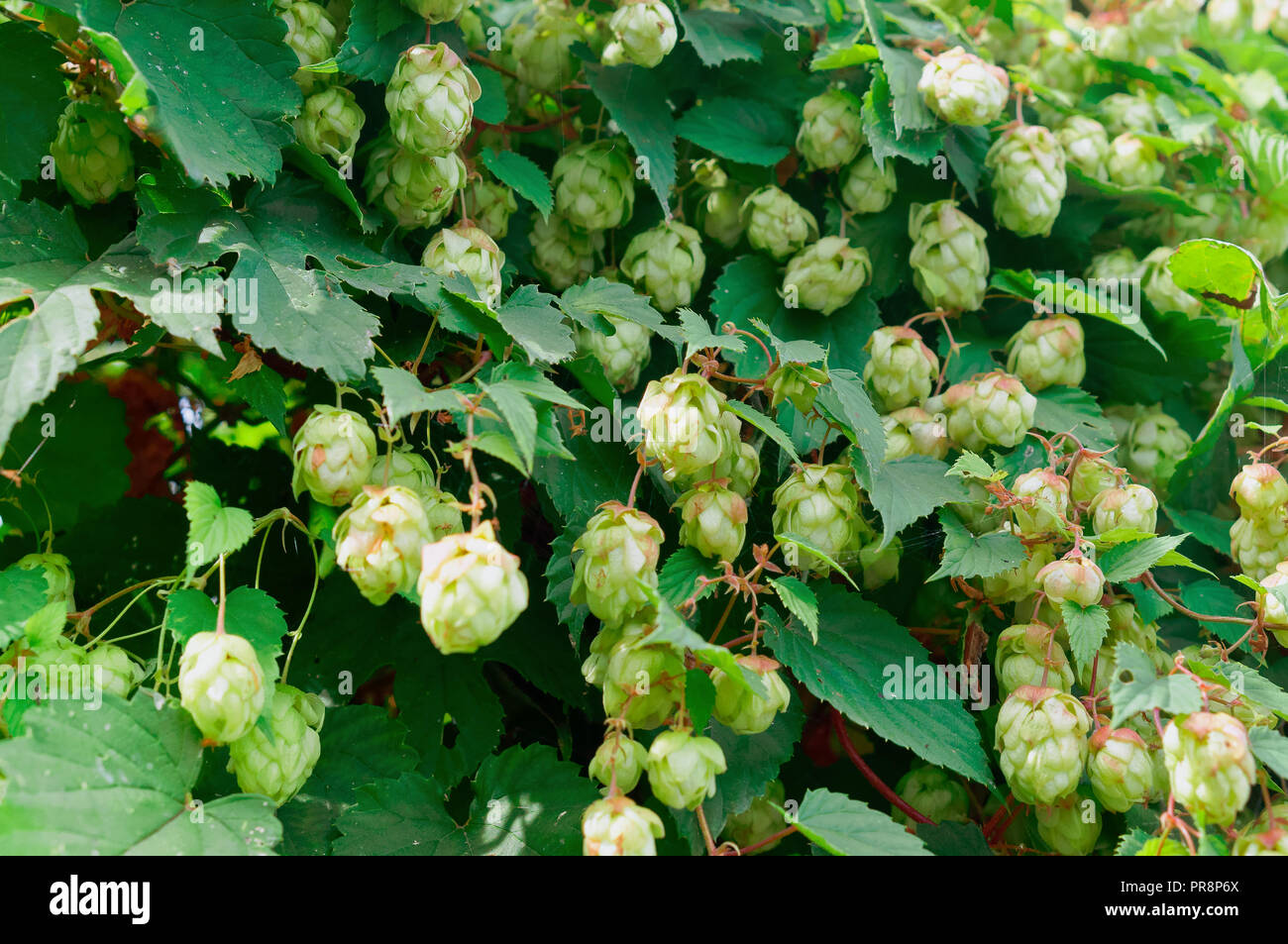 plant the hops are ripe, the fruit of a shrub hops Stock Photo - Alamy