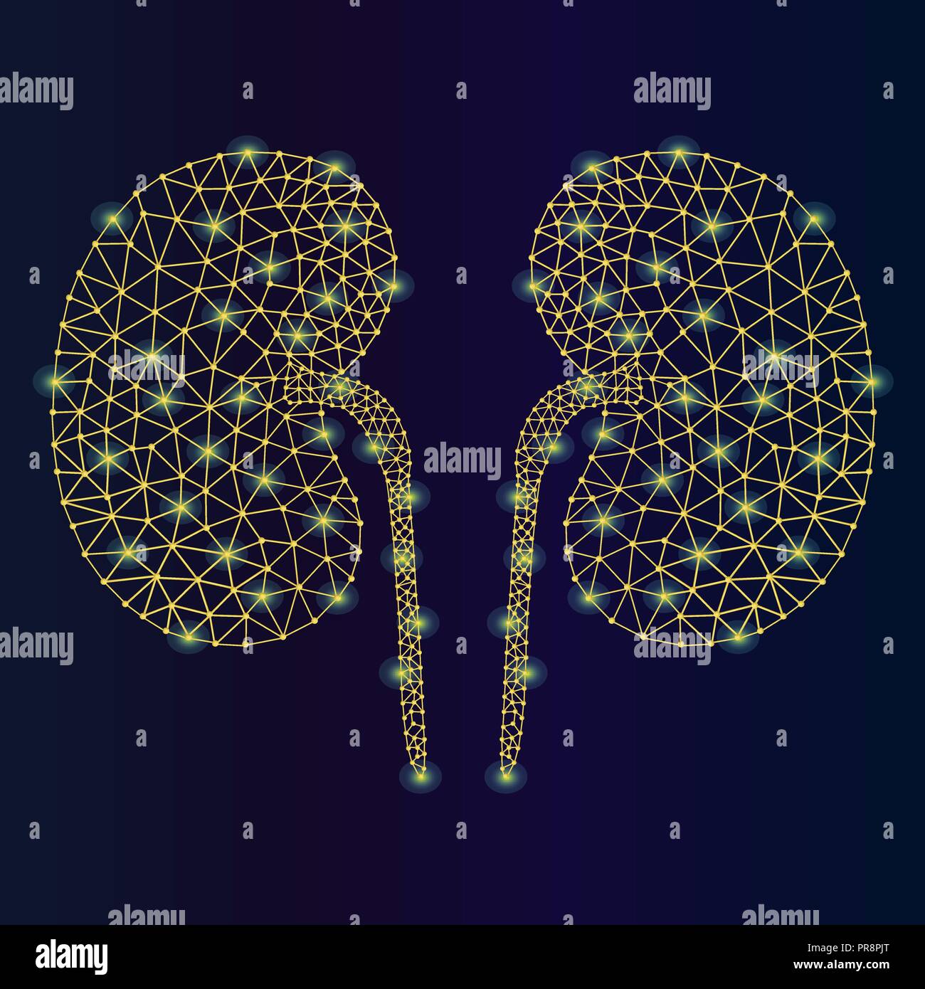 Abstract kidney. Anatomy of the vector kidney. Blurred kidney ...