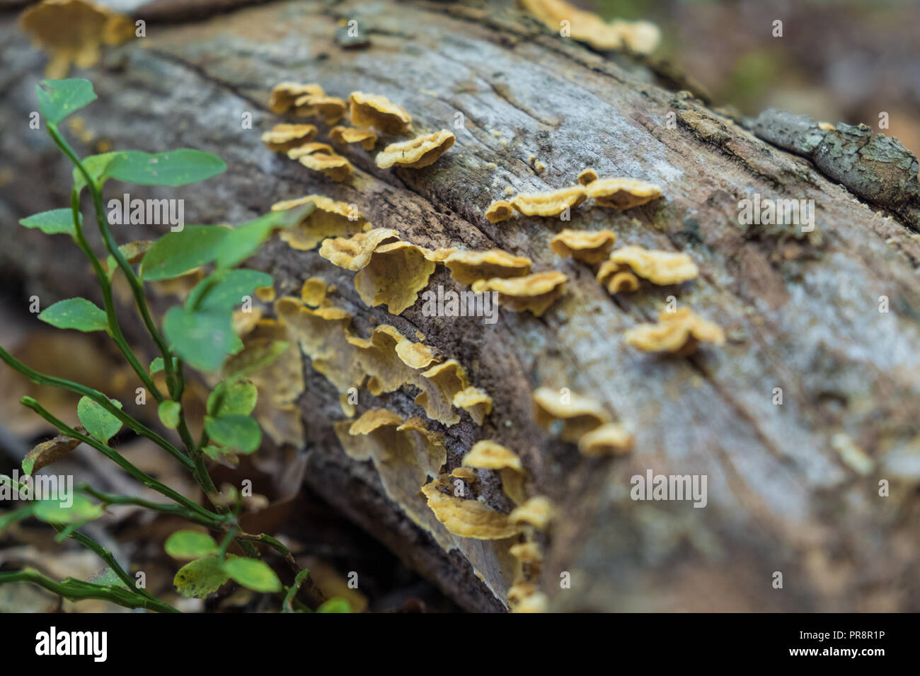 Yellow Tree Fungi High Resolution Stock Photography and Images - Alamy