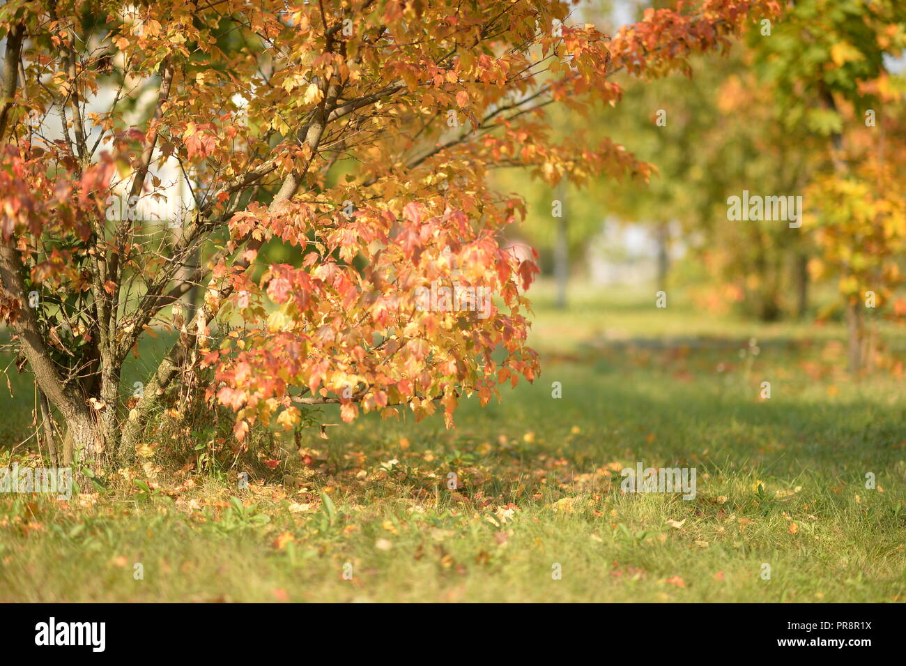 Very small bush hi-res stock photography and images - Alamy