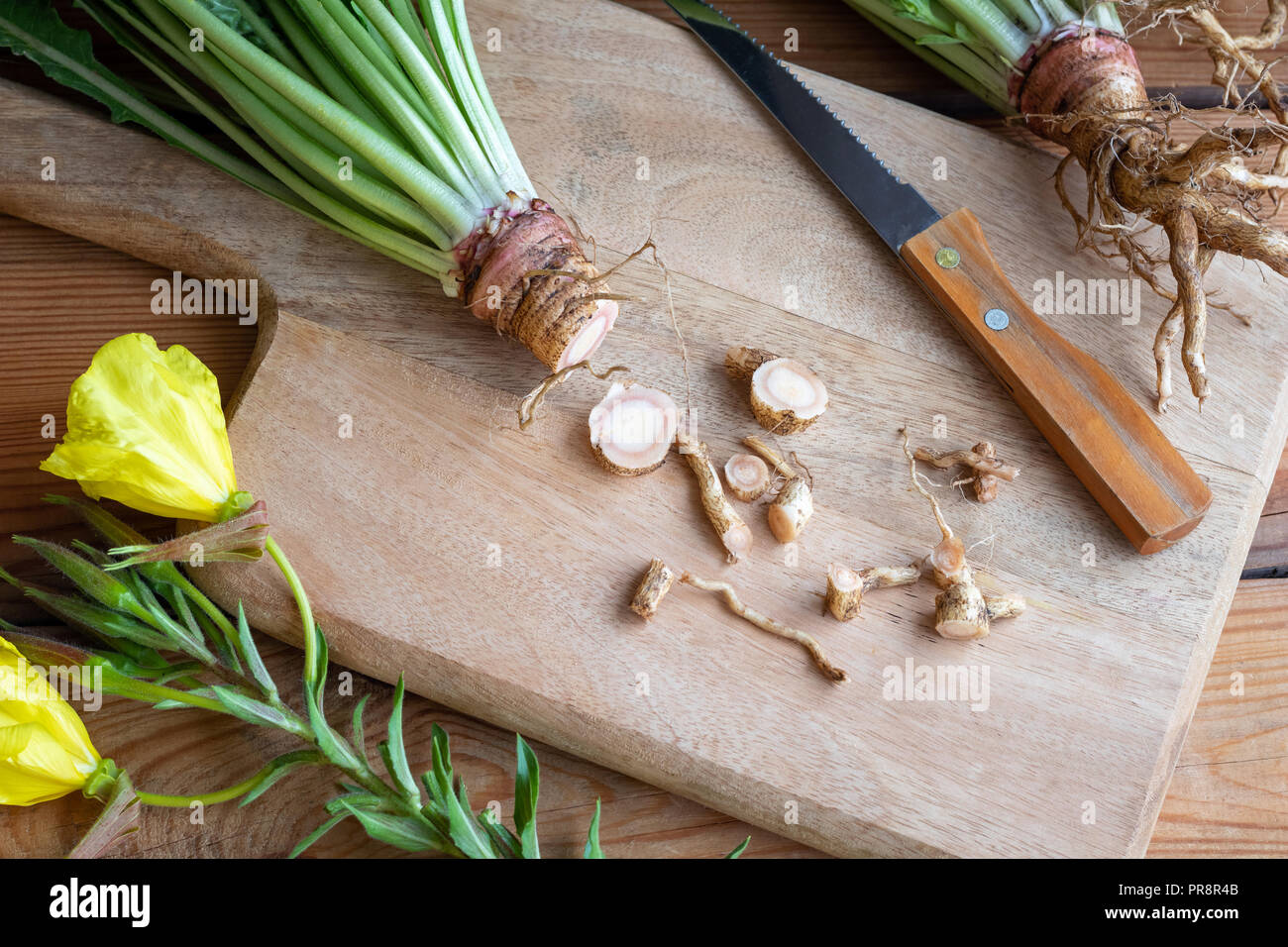 Primrose roots hi-res stock photography and images - Alamy