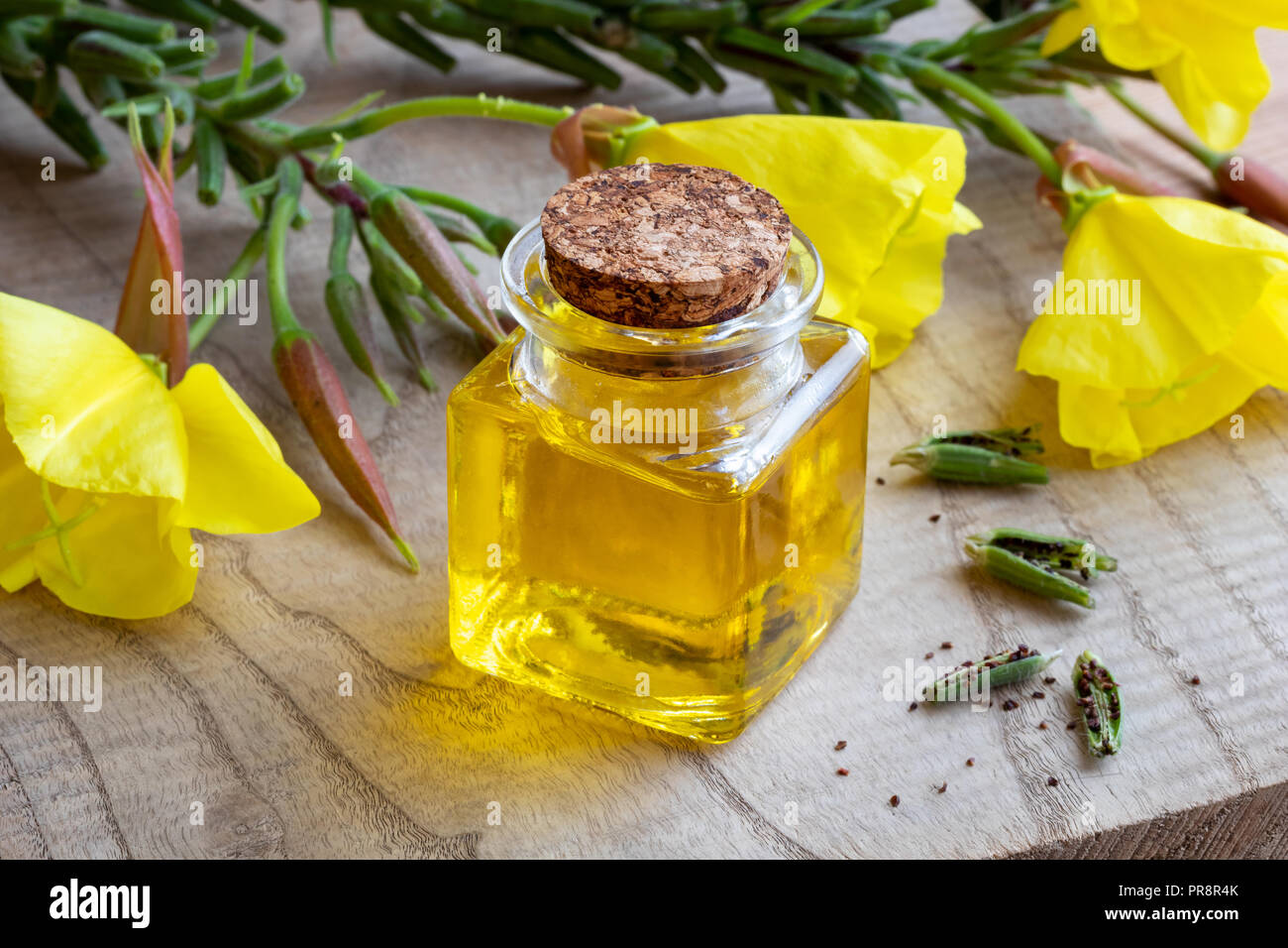 A bottle of evening primrose oil with oenothera biennis flowers, pods ...