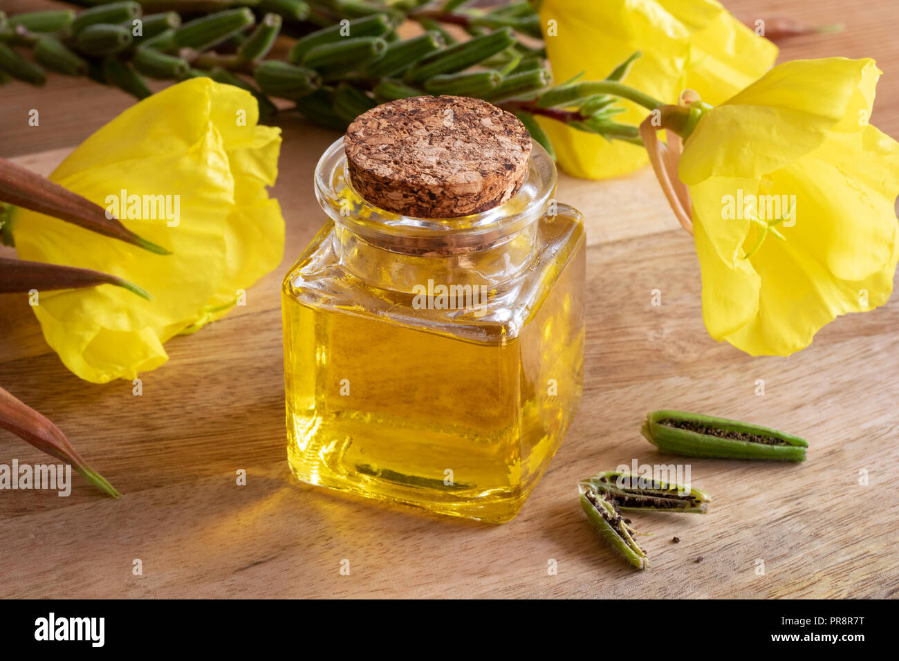Evening primrose oil with fresh oenothera biennis flowers and seeds ...